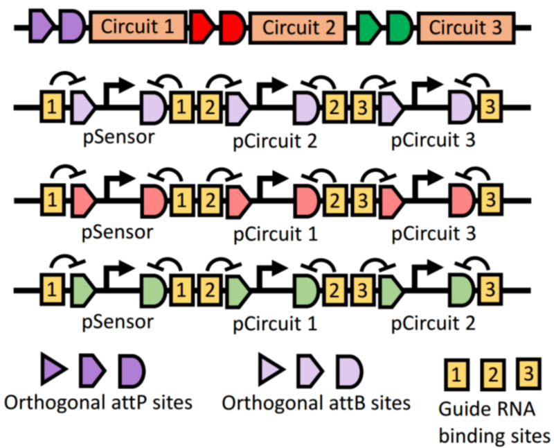 Field-Programmable, Recombinase-Based Biomolecular Circuits - Murray Wiki