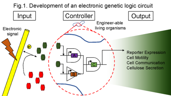Design of Digitally Controlled Bacterial Circuits for Bioenabled ...