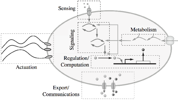 Design and Implementation of Multi-Component Synthetic Cells - Murray Wiki