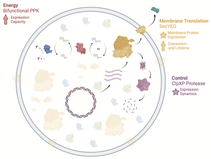 Developer Cell A Modular Extensible Chassis For Building Synthetic Cells Murray Wiki