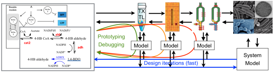 Developing Standardized Cell-Free Platforms for Rapid Prototyping of Synthetic Biology Circuits ...